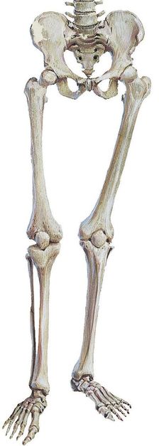Gamba: definizione e significato medico | Corriere Salute