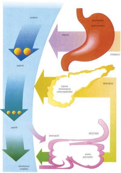 Digestione: definizione e significato medico | Corriere Salute