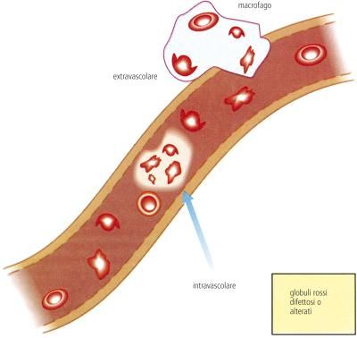 Emolisi: definizione e significato medico | Corriere Salute