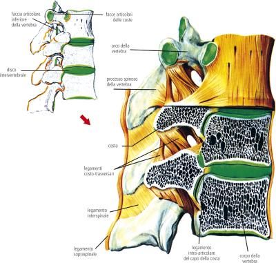 Disco intervertebrale: definizione e significato medico | Corriere Salute