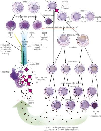 Linfocito: definizione e significato medico | Corriere Salute