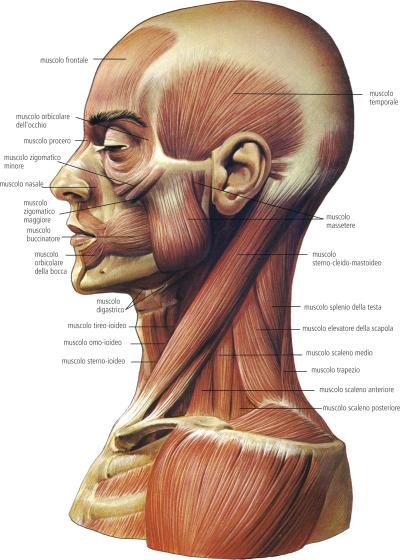 Muscolo: definizione e significato medico | Corriere Salute