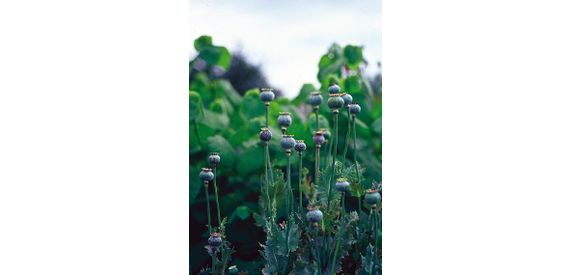 Oppio: definizione e significato medico | Corriere Salute