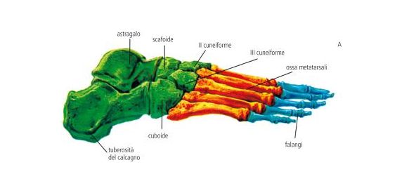 Osso cuboide: definizione e significato medico | Corriere Salute