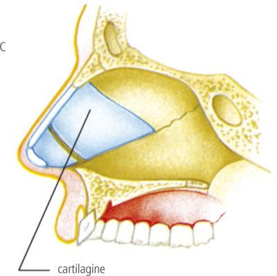Setto: definizione e significato medico | Corriere Salute