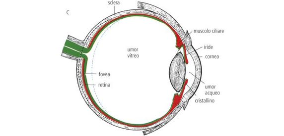 Ametropia: definizione e significato medico | Corriere Salute