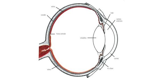 Fovea: definizione e ultime news | Corriere Salute