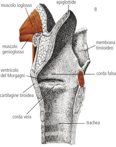 Laringe: definizione e significato medico | Corriere Salute