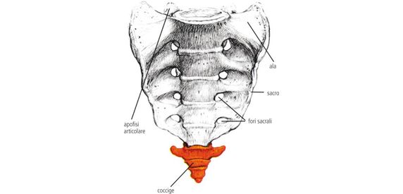 Coccige: definizione e significato medico | Corriere Salute