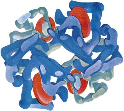 Emoglobina: definizione e significato medico | Corriere Salute