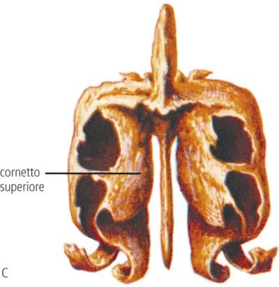 Osso etmoide: definizione e significato medico | Corriere Salute