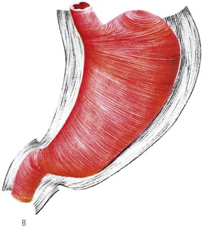 Stomaco: definizione e significato medico | Corriere Salute