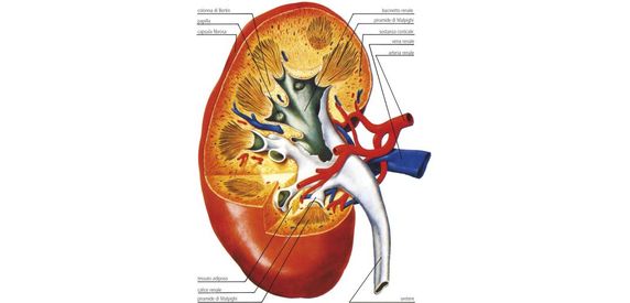 Ilo: definizione e significato medico | Corriere Salute