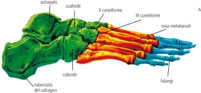 Osso cuboide: definizione e significato medico | Corriere Salute