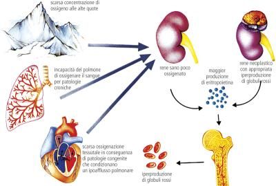 Poliglobulia: definizione e significato medico | Corriere Salute