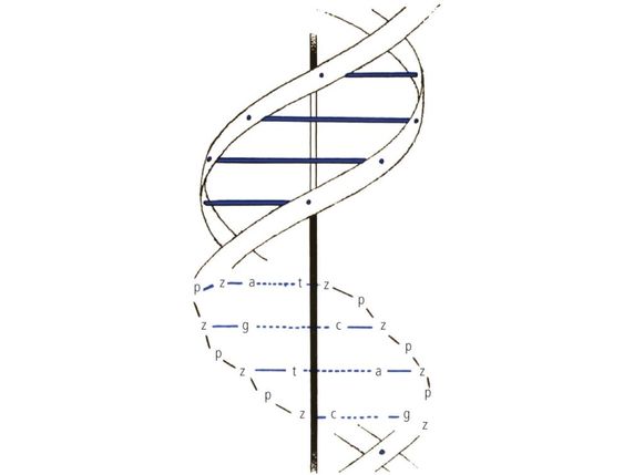Trascrizione del DNA: definizione e significato medico | Corriere Salute