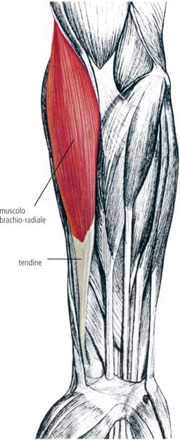 Muscolo brachioradiale: definizione e significato medico | Corriere Salute