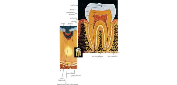 Periodonto: definizione e significato medico | Corriere Salute