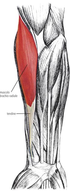 Tendine: definizione e significato medico | Corriere Salute