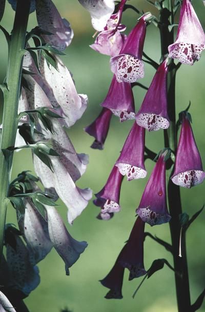 Digitale: definizione e significato medico | Corriere Salute