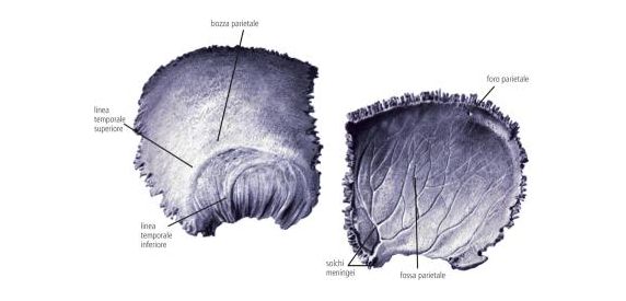 Regione parietale: definizione e significato medico | Corriere Salute