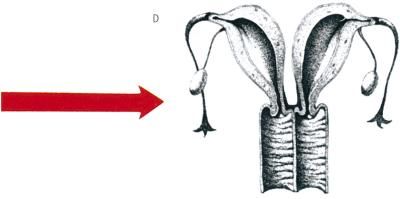 Portio: definizione e significato medico | Corriere Salute