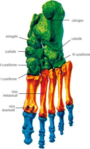 Osso cuboide: definizione e significato medico | Corriere Salute