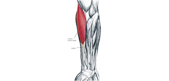Muscolo brachioradiale: definizione e significato medico | Corriere Salute