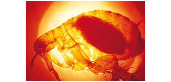 Peste: definizione e significato medico | Corriere Salute