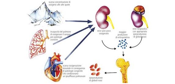 Poliglobulia: definizione e significato medico | Corriere Salute