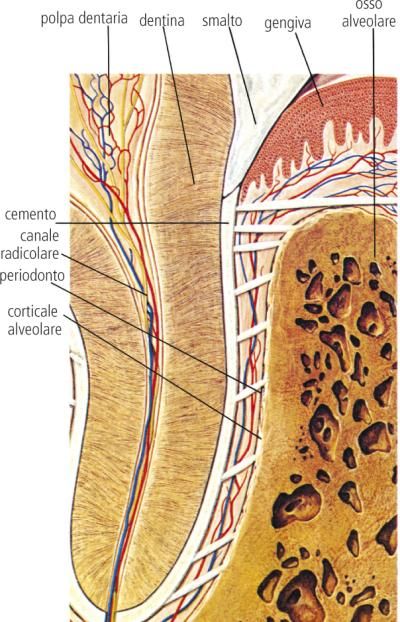Parodonto: definizione e significato medico | Corriere Salute
