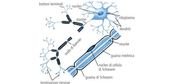 Dendrite: definizione e significato medico | Corriere Salute
