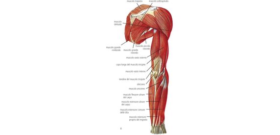 Muscolo deltoide: definizione e significato medico | Corriere Salute