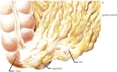 Peritonite: definizione e significato medico | Corriere Salute
