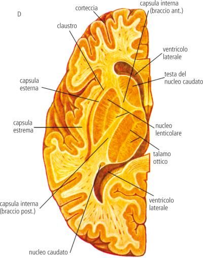 Cervello: definizione e significato medico | Corriere Salute