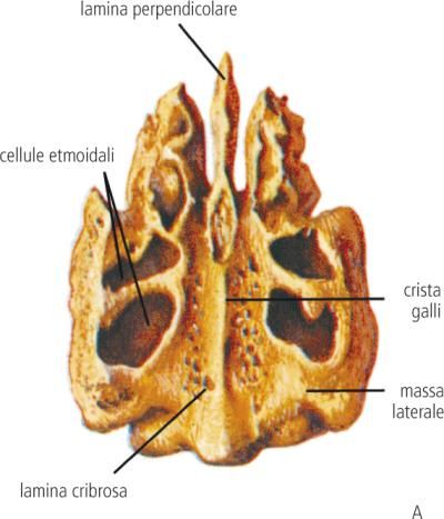 Osso etmoide: definizione e significato medico | Corriere Salute