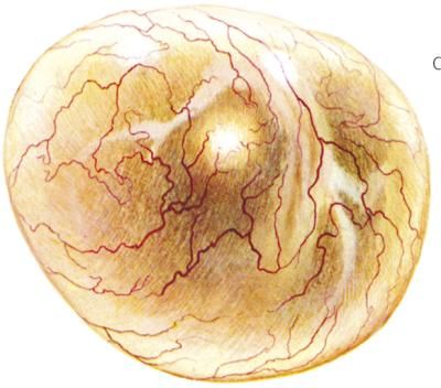 Ovaio: definizione e significato medico | Corriere Salute