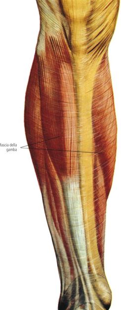 Gamba: definizione e significato medico | Corriere Salute