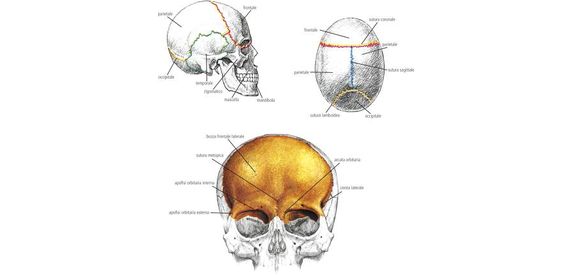 Osso frontale: definizione e significato medico | Corriere Salute