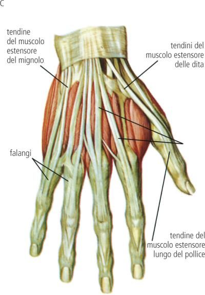 Muscolo: definizione e significato medico | Corriere Salute