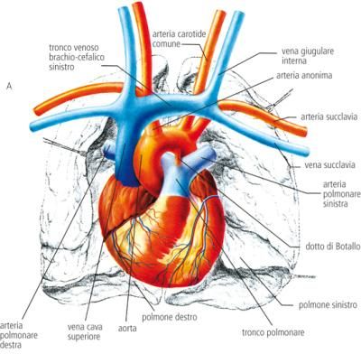 Dotto di botallo: definizione e significato medico | Corriere Salute