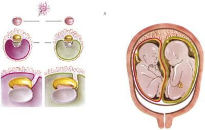 Gemelli: definizione e significato medico | Corriere Salute