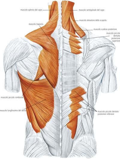 Muscolo: definizione e significato medico | Corriere Salute