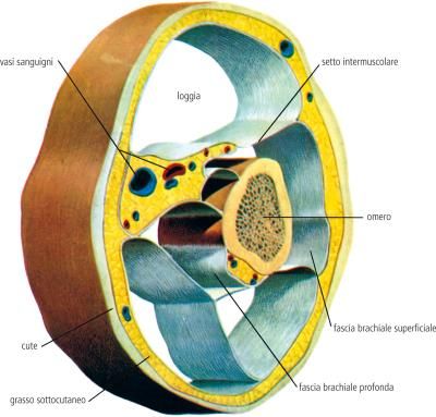 Fascio: definizione e significato medico | Corriere Salute