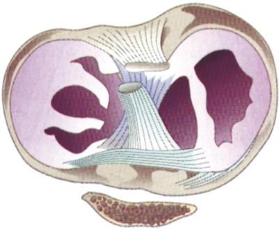 Ginocchio: definizione e significato medico | Corriere Salute