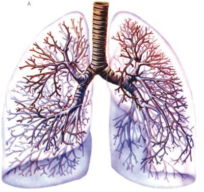 Bronchiolo: definizione e significato medico | Corriere Salute