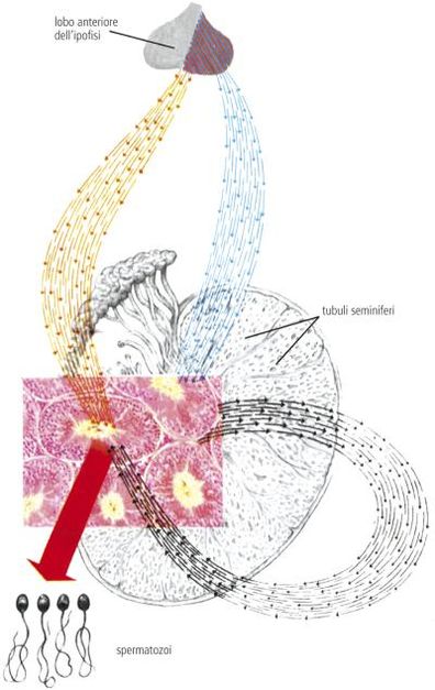 Oligozoospermia: definizione e significato medico | Corriere Salute