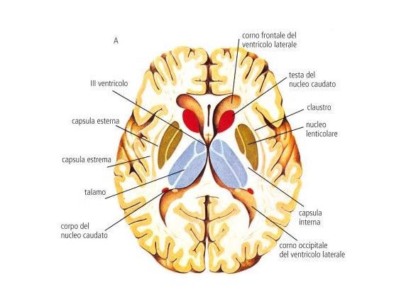 Corpo striato: definizione e significato medico | Corriere Salute