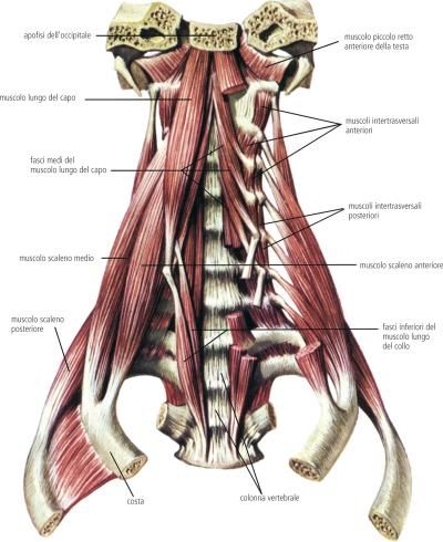 Muscolo: definizione e significato medico | Corriere Salute
