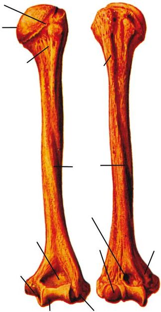 Omero: definizione e significato medico | Corriere Salute